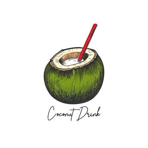 Dibujado A Mano Vintage Bebida De Coco Vector Premium