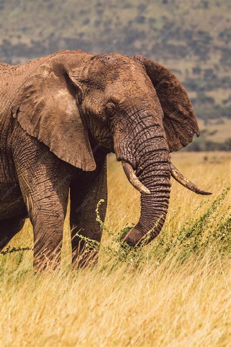 Premium Photo Elephant Eating Grass On A Field