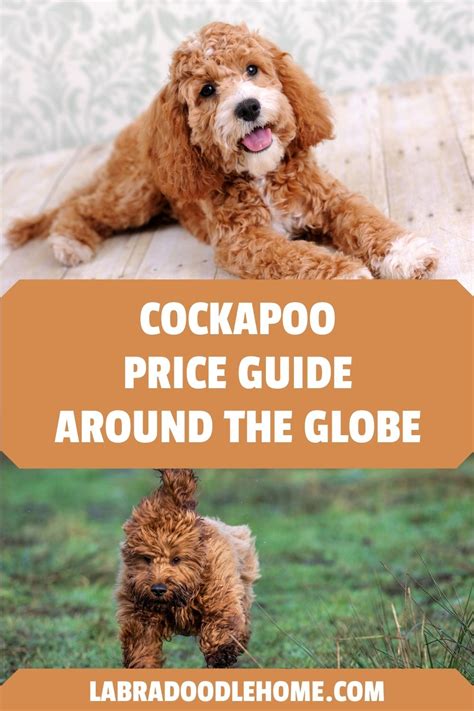 Cockapoo Price Guide With Reliable Breeder Prices In 2026