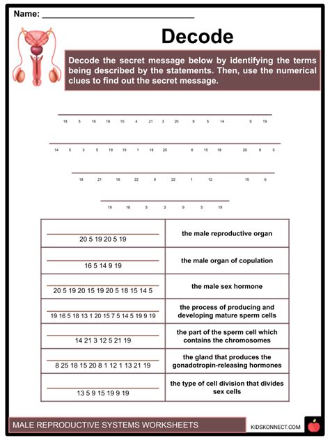 Male Reproductive System Worksheets What Is Reproduction Sperm Cells