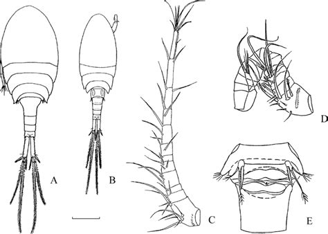 Eucyclops Serrulatus Fischer 1851 From The Type Locality A Female
