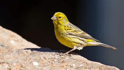 Vibrant Canary In Stunning Hd Detail