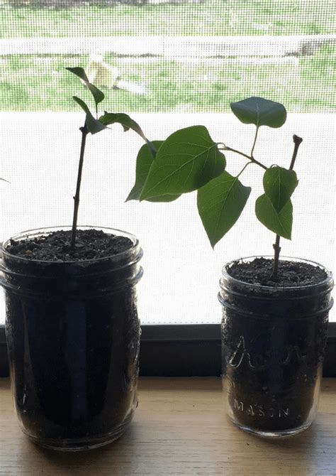 How To Propagate Lilacs Ultimate Guide