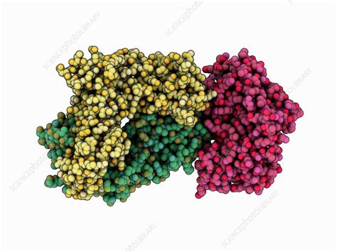 Human T Cell Receptor Complex Stock Image C035 8405 Science Photo