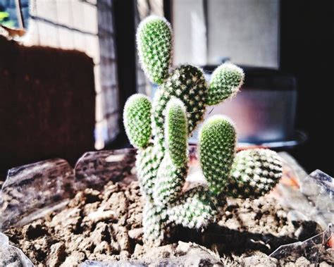 80000 Catus Plant Pictures