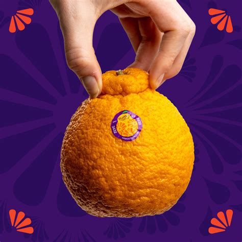 The Ultimate Guide To Choosing The Perfect Sumo Citrus Sumo Citrus