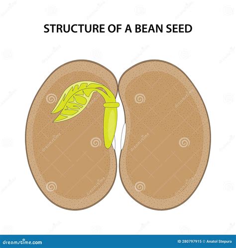 Seed Diagram Seed Seeds Bean Diagram Germination Parts Plant