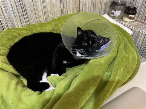 Our Cat Had A Polyp And Her Entire Ear Canal Had To Be Removed It Is