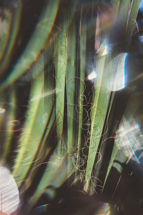 Abstract Leaf Background By Stocksy Contributor Maia Images Stocksy