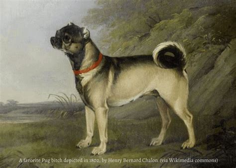 Pug Breed In 1802 A Historical Depiction Pug Dog Art Pug Dog