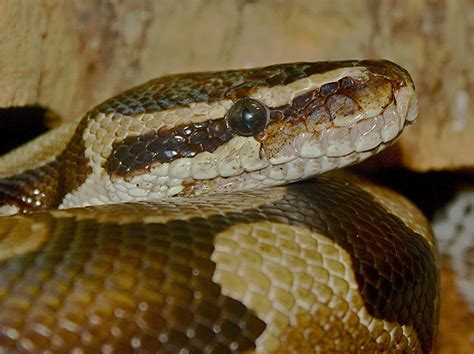Ball Python Python Regius Pythonidae Pythons Distribut Flickr