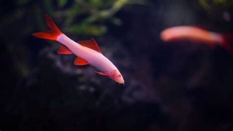 6 Reasons Your Rainbow Shark Is Swimming Vertically Avid Aquarist