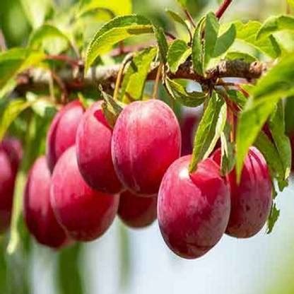 Cloud Farm Aloo Bukhara Plum Plant Price In India Buy Cloud Farm Aloo
