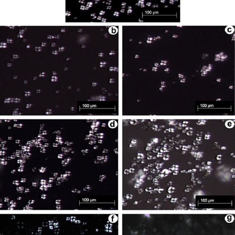 Microscopic Observations In Polarized Light Of Native Standard Maize Download Scientific