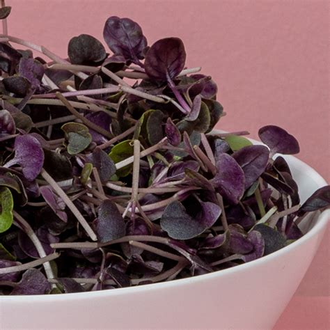 Micro Purple Basil Blackdown Growers