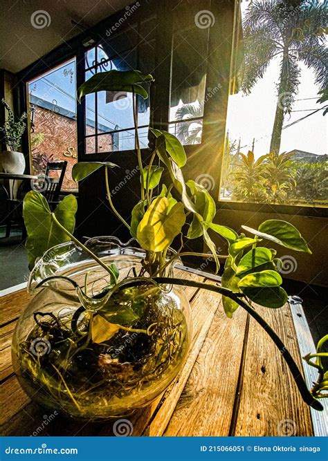 Learn Character From Trees Values From Roots And Change From Leaves Stock Image Image Of