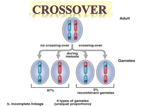 Ppt Dna Mutations Powerpoint Presentation Free Download Id237113