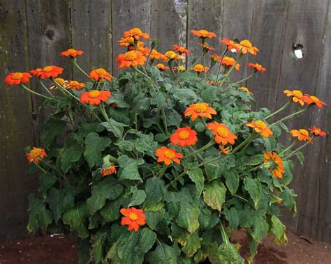 Mexican Sunflower Seeds 100 Seeds Plantly