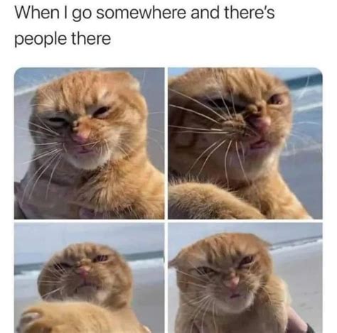 NPCs Everywhere Scrolller