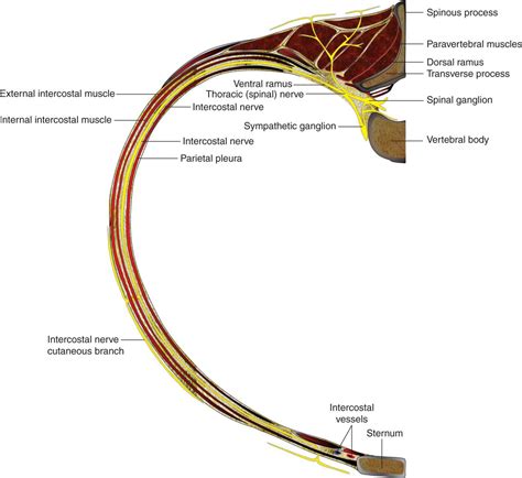 Intercostal Block Anesthesia Key
