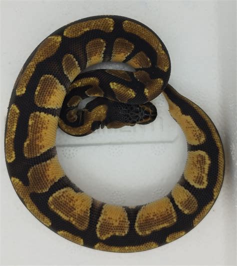 Identification Morph Ball Pythons Morphmarket Reptile Community