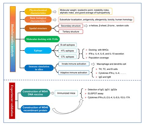 Bioinformatics Analysis And Immunogenicity Assessment Of The Novel
