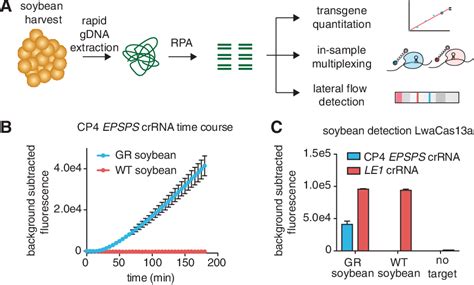 Figure 1 From Nucleic Acid Detection Of Plant Genes Using Crispr Cas13