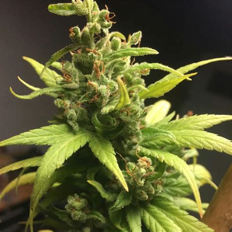 Photos Of Jack Herer Weed Strain Buds Leafly