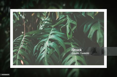 녹색 야자수 잎 패턴 텍스처 추상배경에 흰색 선 프레임입니다 그래픽 디자인 열대 여름 개념에 대한 복사 공간 빈티지 톤 필터 효과 색상 스타일입니다 0명에 대한 스톡 사진