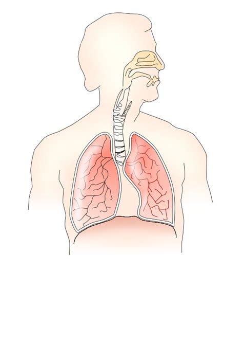 Respiratory System Clip Art