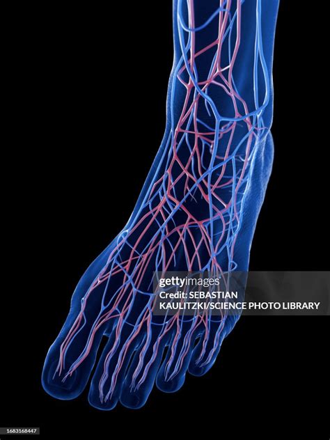 Veins Of The Foot Illustration High Res Vector Graphic Getty Images