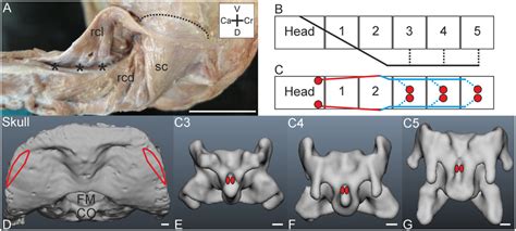 M Rectus Capitis Lateralis A Dorsolateral View On The M Rectus Download Scientific Diagram
