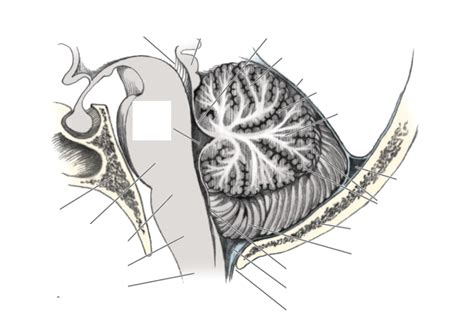 Cerebellum And Posterior Fossa Sagittal View Diagram Quizlet
