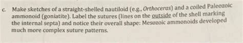 Solved C Make Sketches Of A Straight Shelled Nautiloid