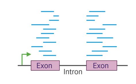Athenomics The Importance Of Ngs Sequencing Coverage And Throughput
