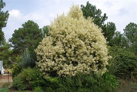 Ligustrum Lucidum Excelsum Superbum Nurseries Caroliniana