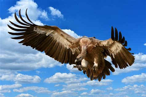 20000 Free Flying Vulture And Vulture Images Pixabay
