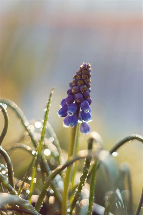 Muscari Botryoides 계절 고요한 고요함 과민 한 식물 관상용 식물 꽃 꽃가루 꽃무늬 꽃이 만개한 꽃잎 녹지 다정한 라일락 매크로