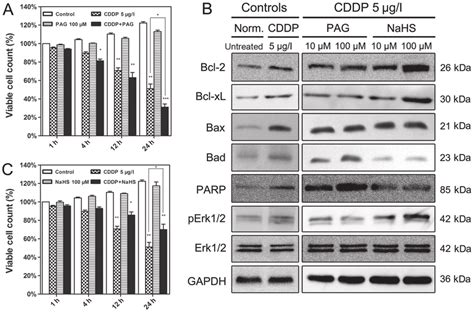 Effects Of Pag And Nahs On Cell Viability And The Expression Of H 2