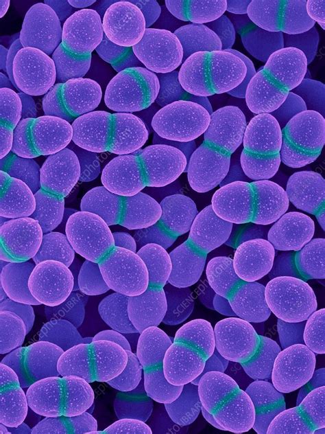 Streptococcus Faecalis
