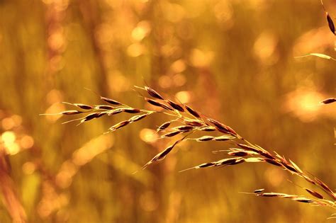 Grass Stalks Cereal Free Photo On Pixabay Pixabay