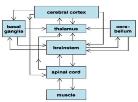 Extrapyramidal System Anatomo Physiology Symptoms And Syndromes Flashcards Quizlet