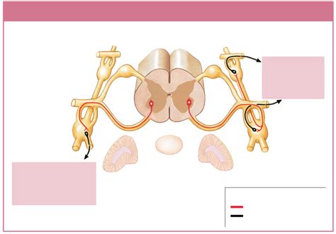 Sympathetic Chain Ganglia Diagram Quizlet