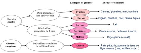 Tout Savoir Sur Les Glucides Consommation Par Jour Liste Daliments Définition Blooness