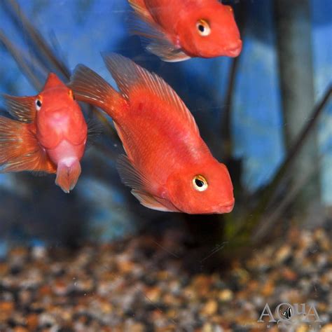 Freshwater Parrot Fish Size 3 Pack Blood Parrot Cichlids