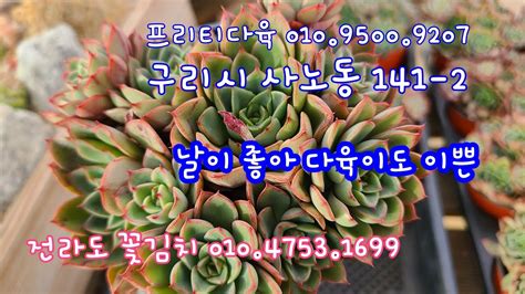 매장에서 이뻐지고 있는 요즘 내 다육이들 기특합니다 YouTube