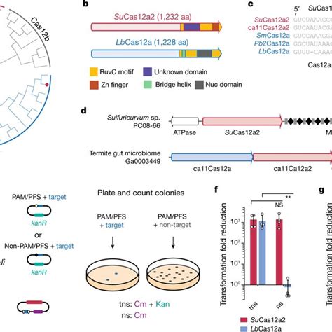 Chase Beisel Head Of Department Doctor Of Philosophy Helmholtz Centre For Infection