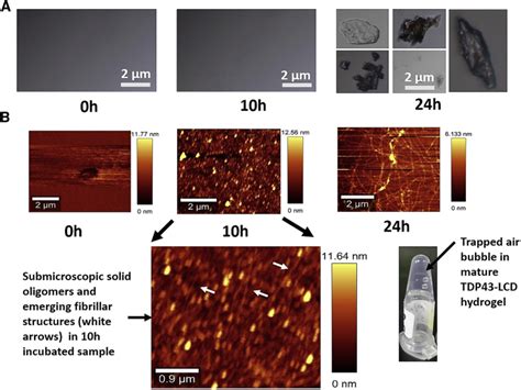 Modulation Of Assembly Of Tdp 43 Low Complexity Domain By Heparin From Droplets To Amyloid