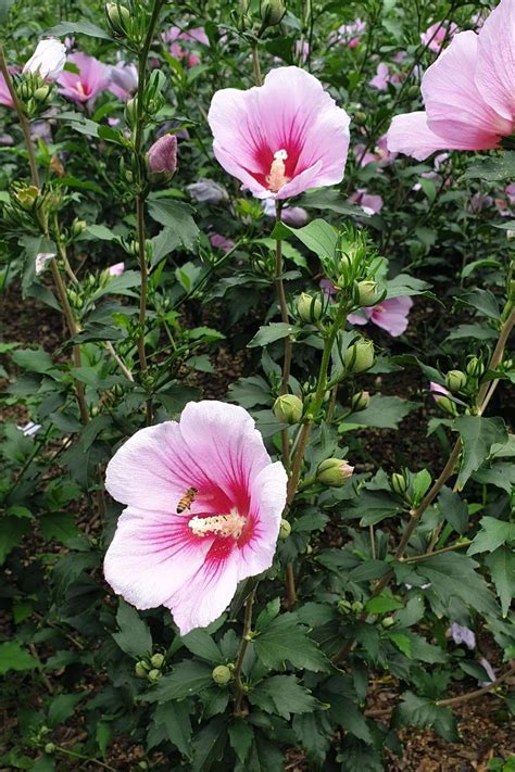 [플가] 무궁화 칠보 Hibiscus Syriacus Chilbo