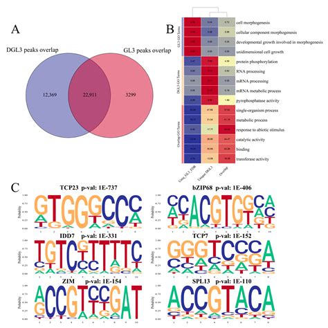IJMS Free Full Text Integrating ATAC Seq And RNA Seq Reveals The Dynamics Of Chromatin
